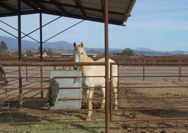 Paddocks